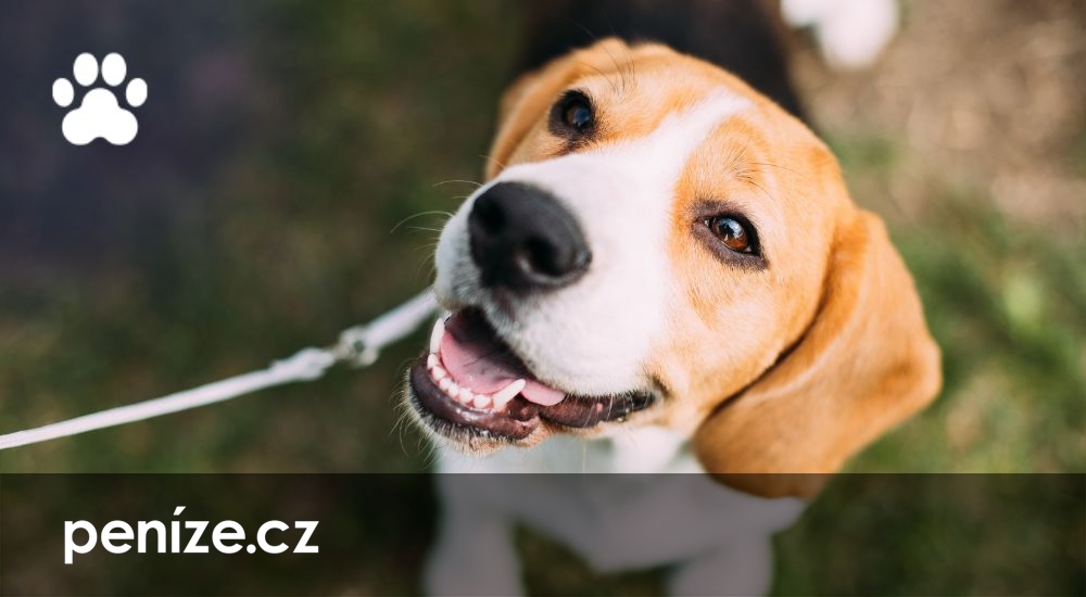 High tech, bio a hlavně styl. Trendy v péči o psy, které stojí za ...