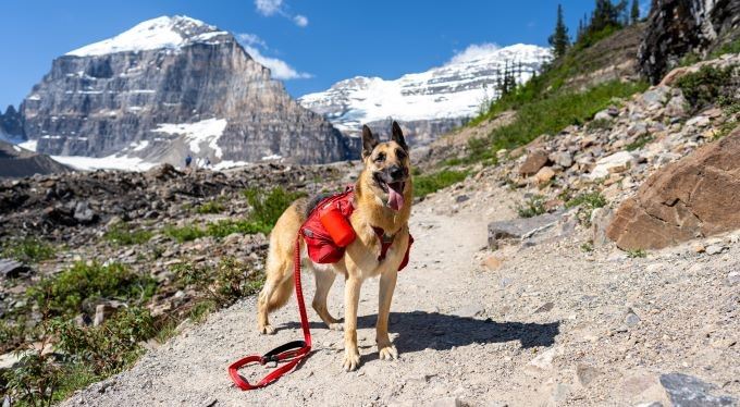 High tech, bio a hlavně styl. Trendy v péči o psy, které stojí za ...