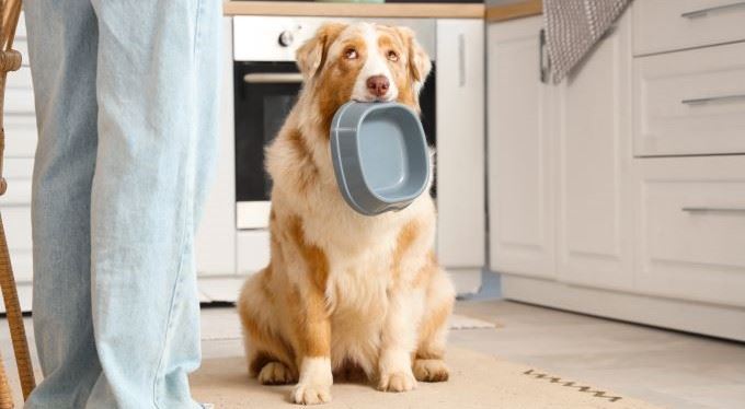 High tech, bio a hlavně styl. Trendy v péči o psy, které stojí za ...