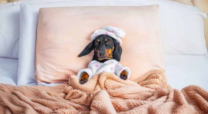 High tech, bio a hlavně styl. Trendy v péči o psy, které stojí za ...